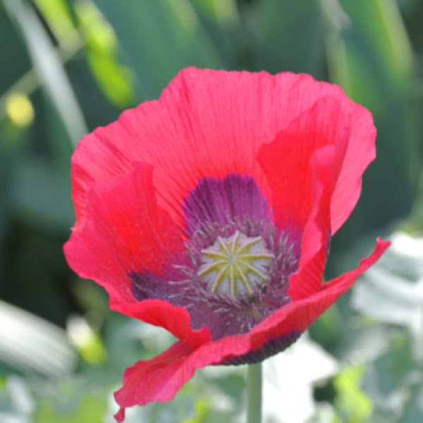 Poppy | Project Noah