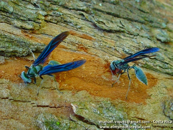 Chía blue wasp (avispa chía azul). | Project Noah