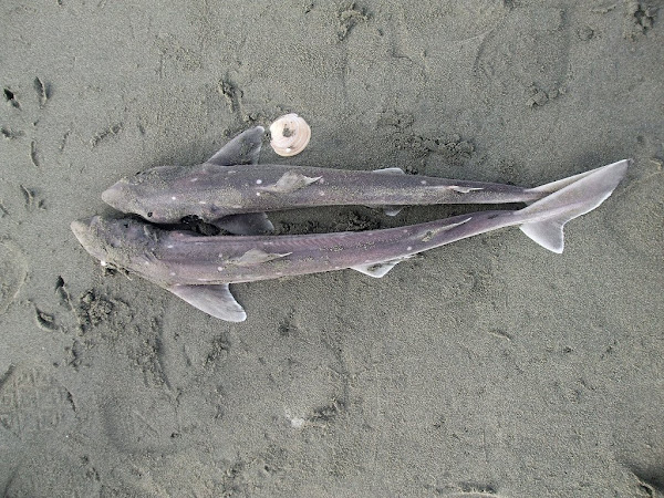 Spiny dogfish | Project Noah