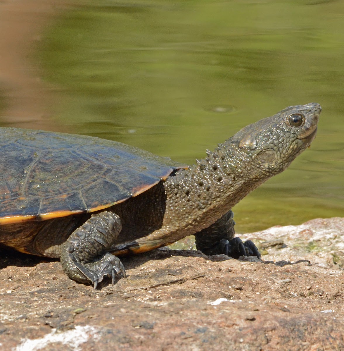 Saw-shelled Turtle | Project Noah