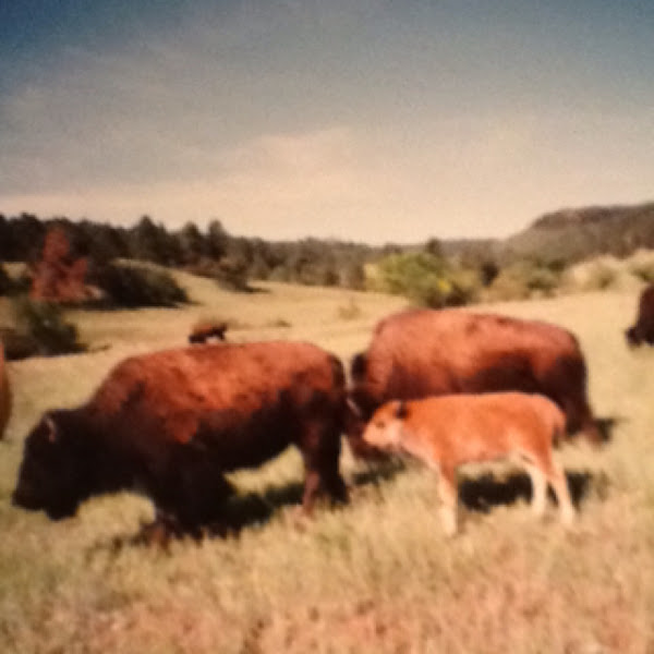 Buffalo | Project Noah