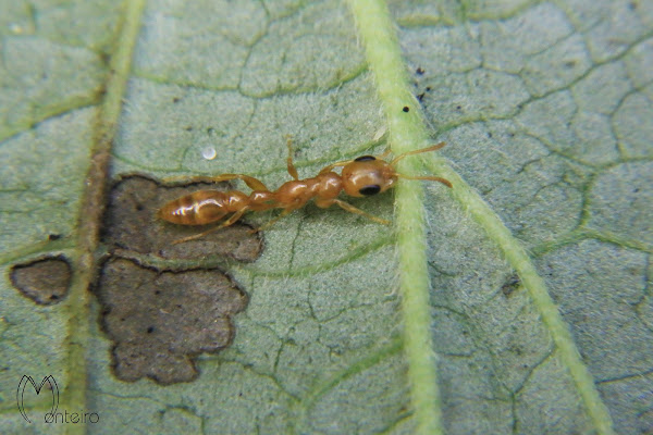 Pseudomyrmex ant | Project Noah