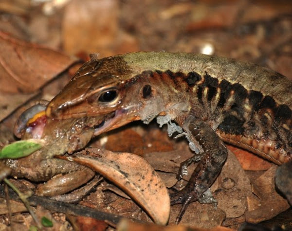 Lizard eating frog | Project Noah