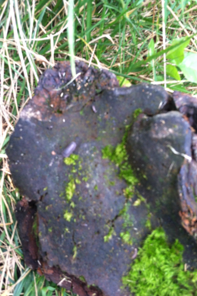 Pill Bug | Project Noah