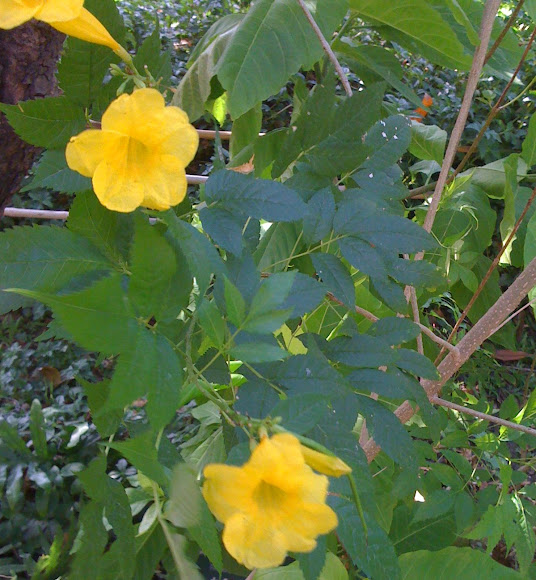 Yellow elder/Yellow Trumpetbush | Project Noah