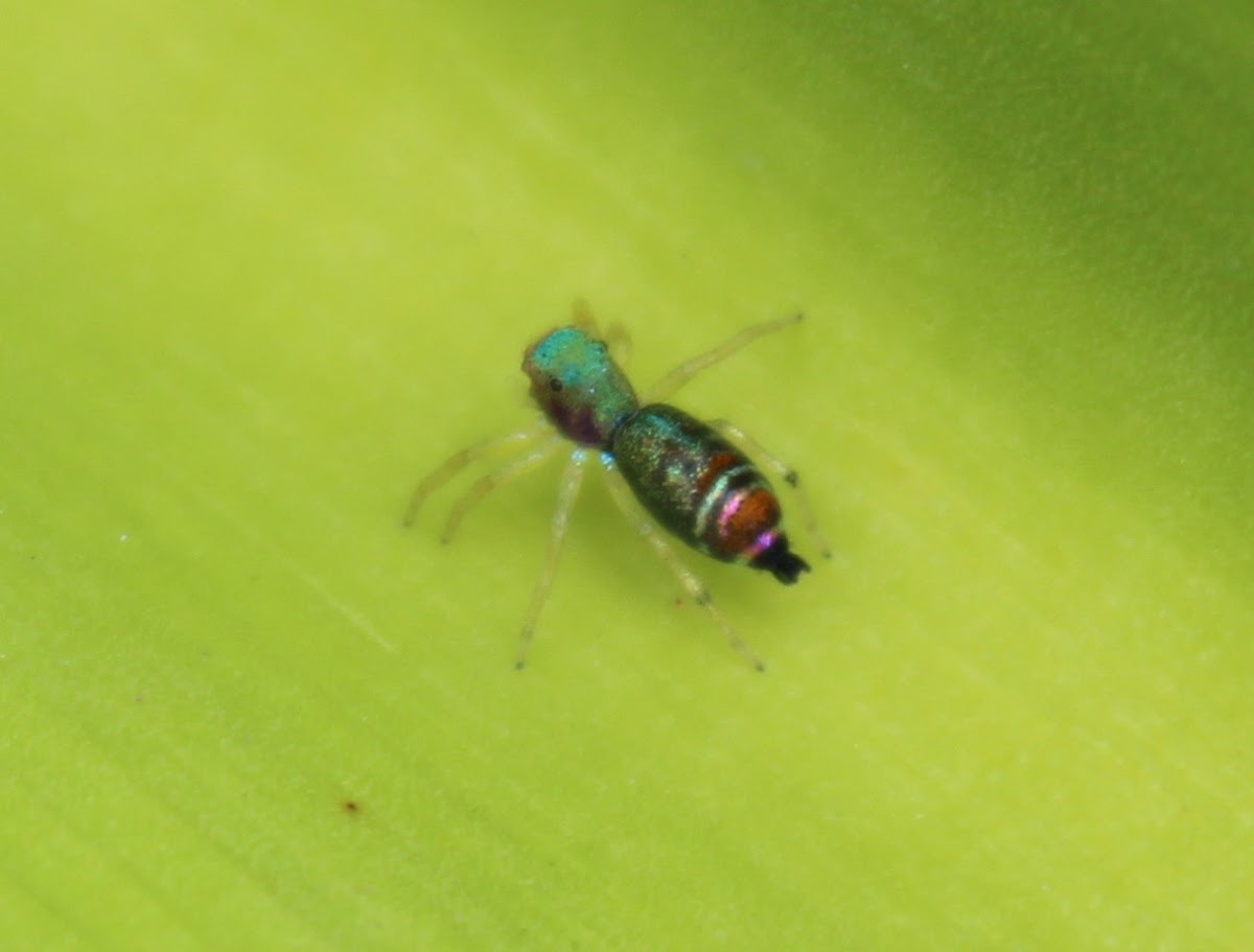 Jumping Spider | Project Noah