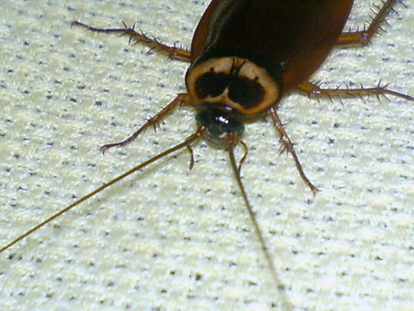 American Cockroach | Project Noah