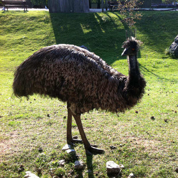 Female Emu | Project Noah