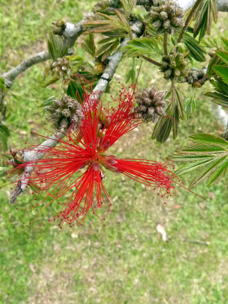 Calliandra tweedii | Project Noah