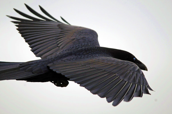 Northern Raven | Project Noah