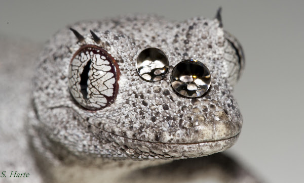 Northern Spiny-tailed Gecko | Project Noah