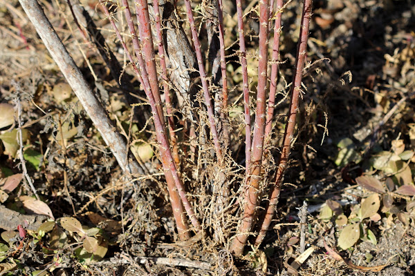 Tamarisk, Salt Cedar | Project Noah