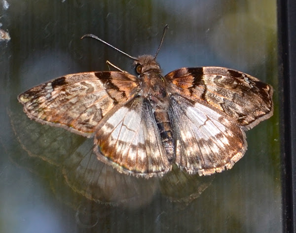 Skipper | Project Noah