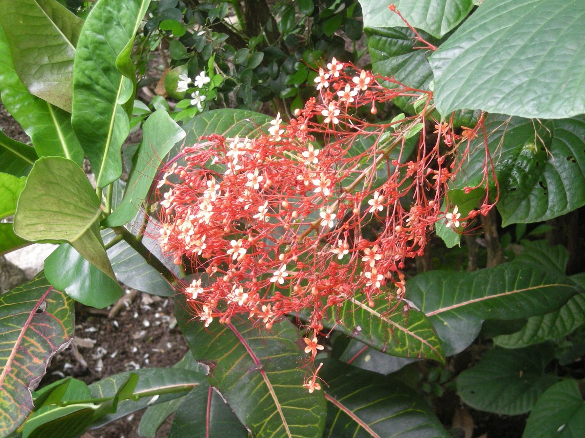 Unknown Plant | Project Noah