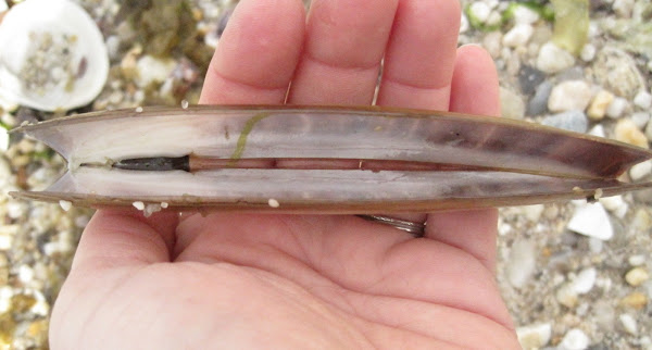 Common Razor Clam | Project Noah