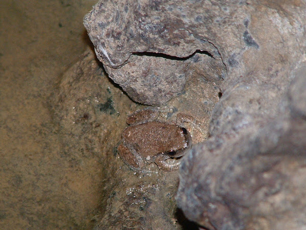 Bumpy Rocket Frog | Project Noah