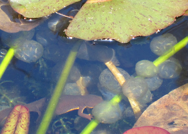 California Newts | Project Noah