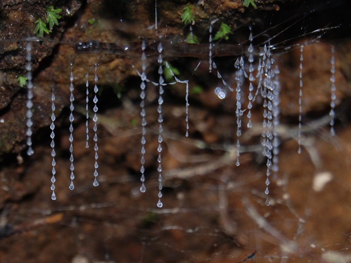 Glow Worms (Titiwai) | Project Noah