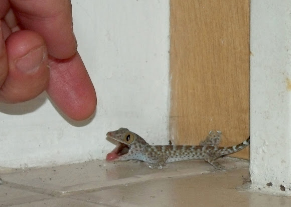 Baby Tokay Gecko | Project Noah