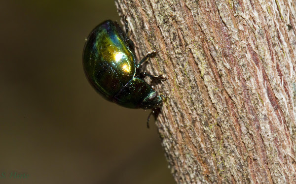 Metallic Green Leaf Beetle | Project Noah