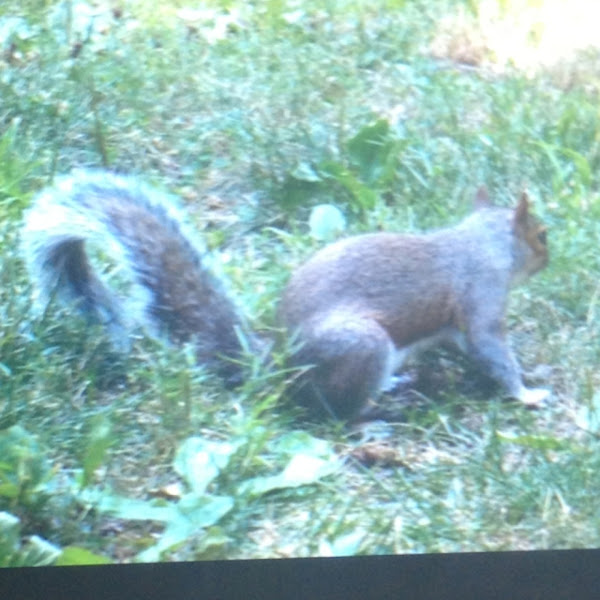 Eastern Gray Squirrel | Project Noah