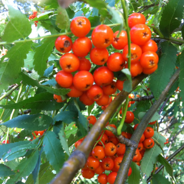 European Rowan | Project Noah