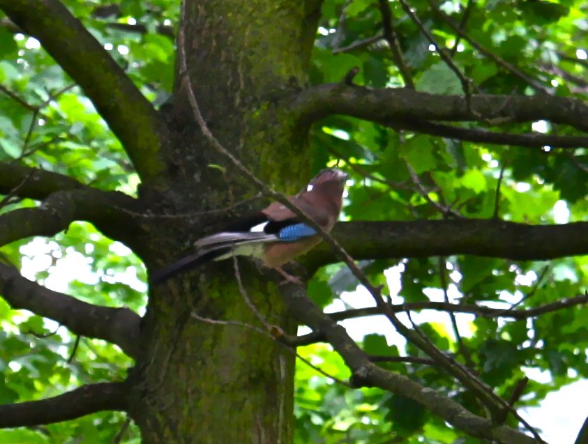 Eurasian Jay | Project Noah