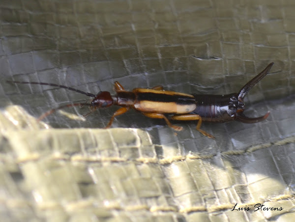 Lined Earwig | Project Noah