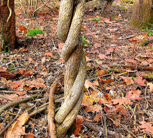 Unknown tree | Project Noah