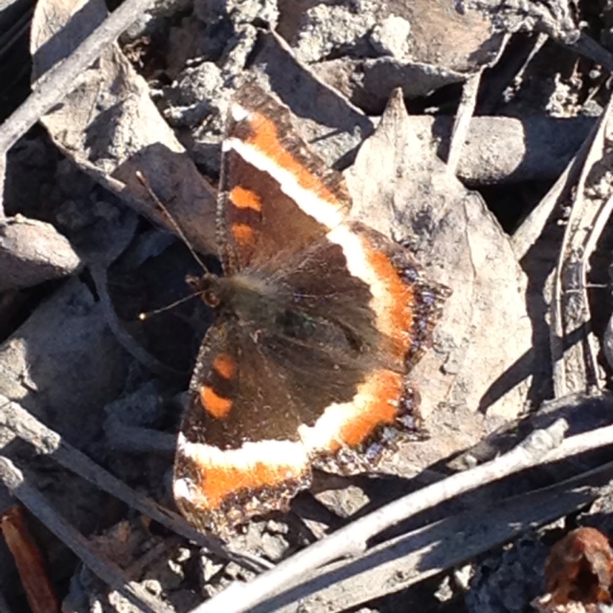 Spotting | Project Noah