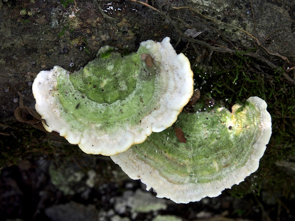 Polyporales | Project Noah