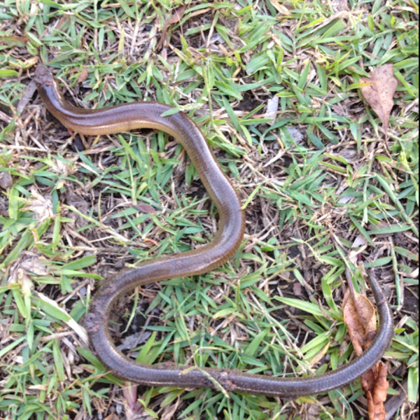 Flap-footed lizard | Project Noah