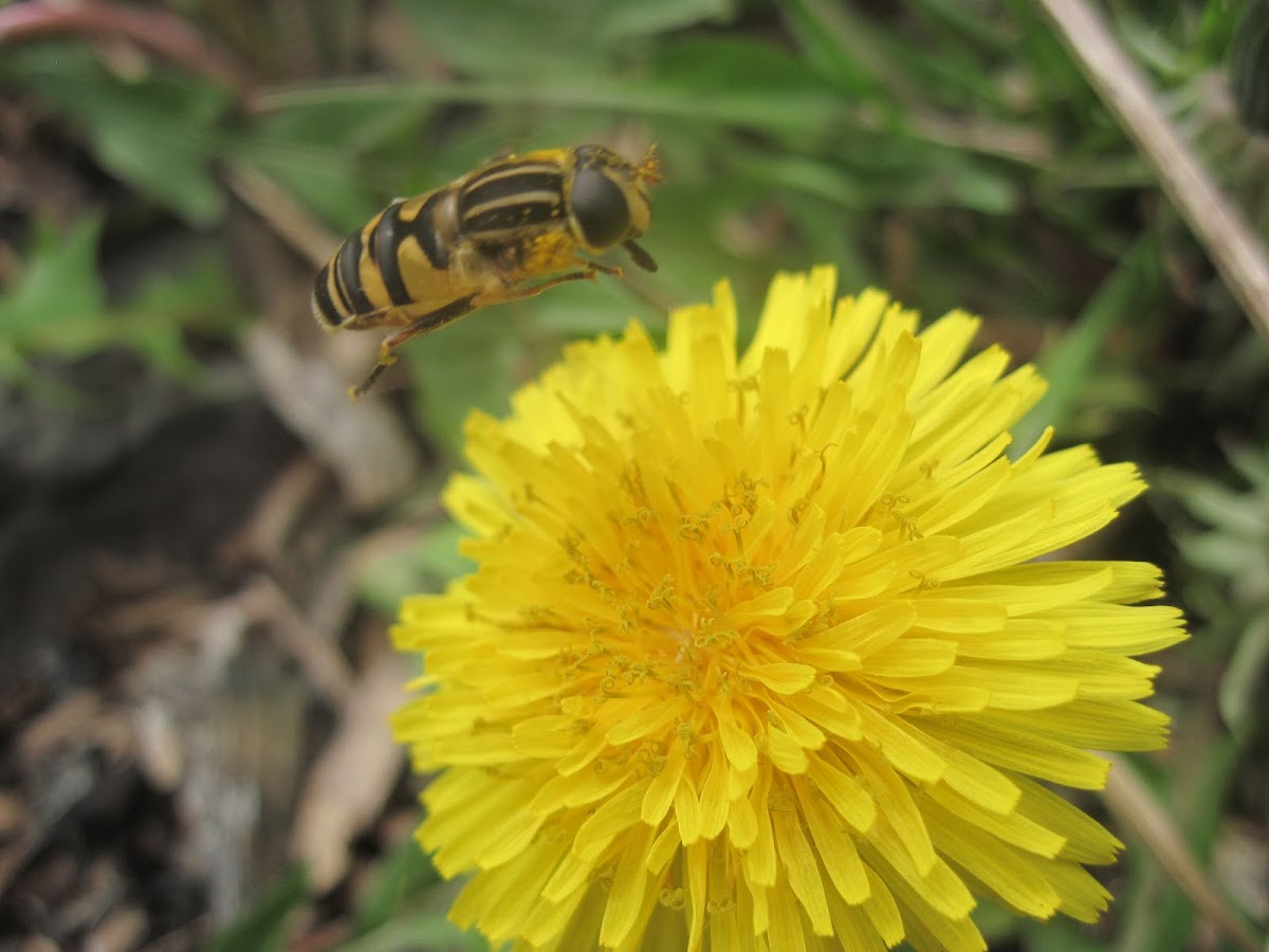 Syrphid Fly | Project Noah