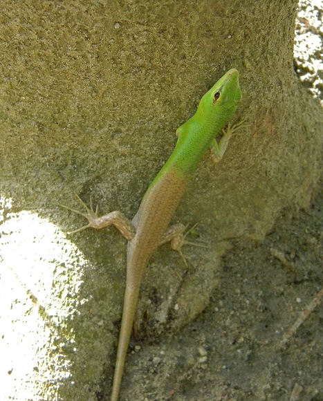 green tree skink | Project Noah