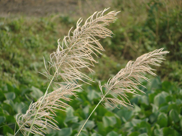 foxtail (plant) | Project Noah