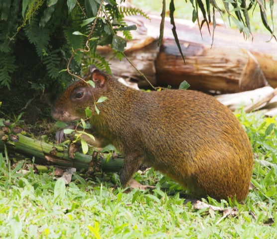 Agouti | Project Noah