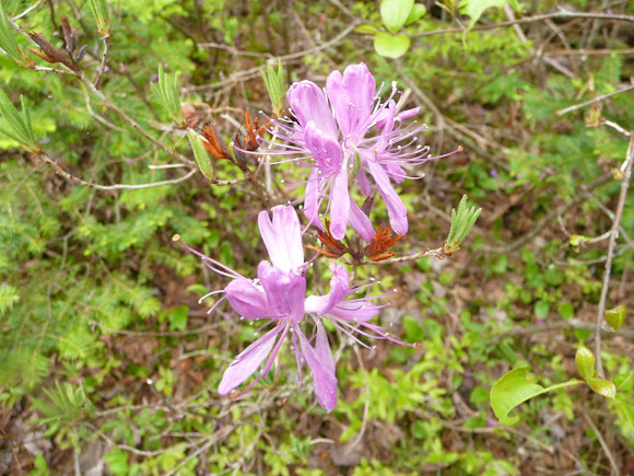 The Rhodora Flower | Best Flower Site