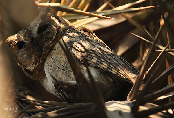 Collared scops owl | Project Noah
