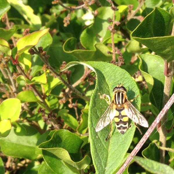 Common hover-fly | Project Noah