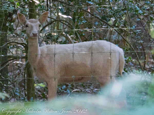 Fallow Deer | Project Noah