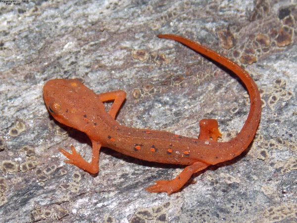 Red Eft | Project Noah