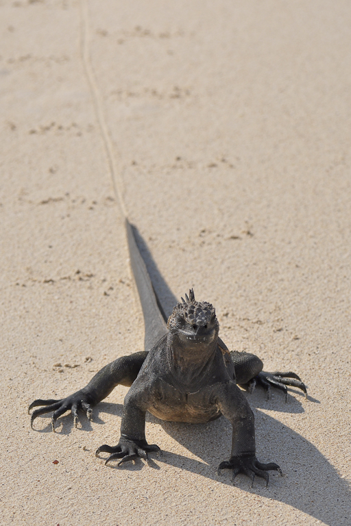 Marine Iguana | Project Noah
