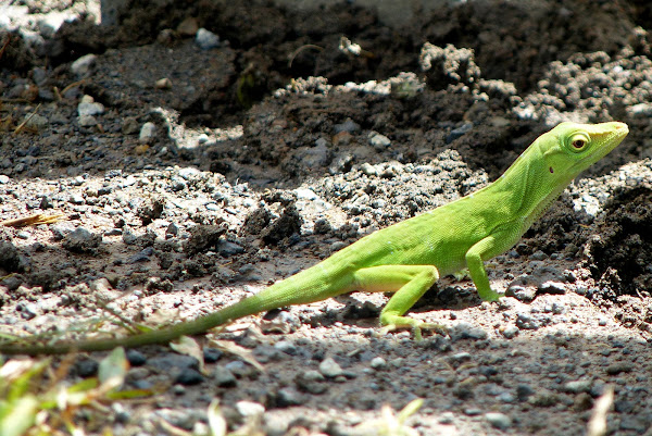 Neotropical Green Anole | Project Noah