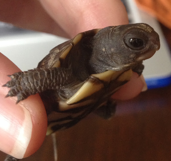 Three-toed Box Turtle | Project Noah
