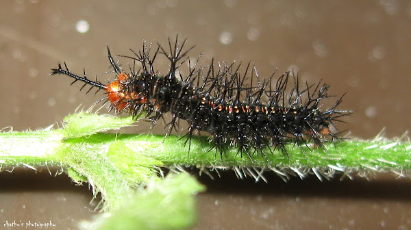 caterpillar Angled castor | Project Noah