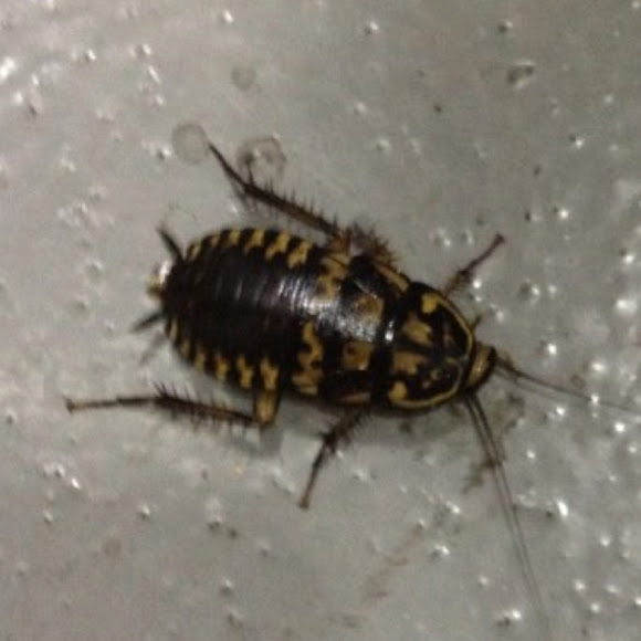 Harlequin Cockroach | Project Noah