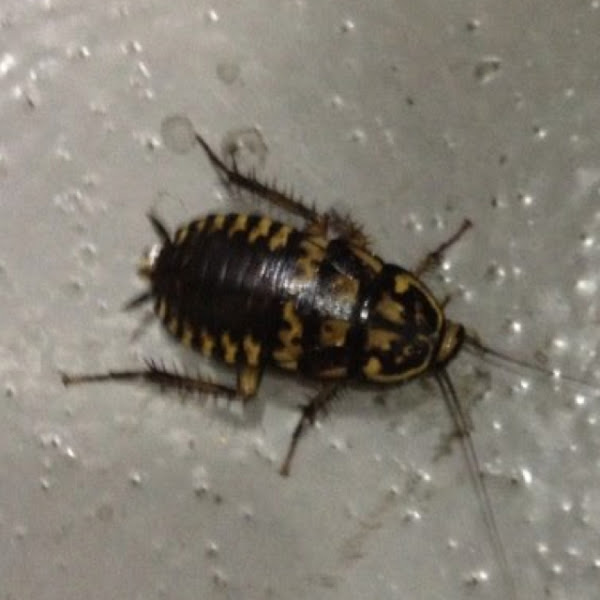 Harlequin Cockroach | Project Noah