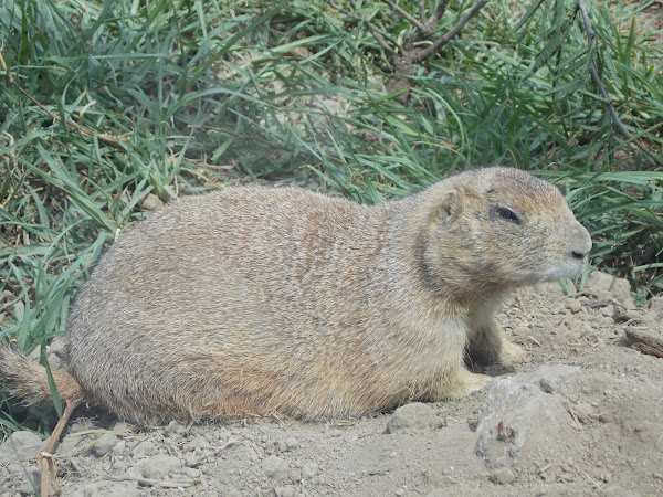 Perrito de la pradera | Project Noah