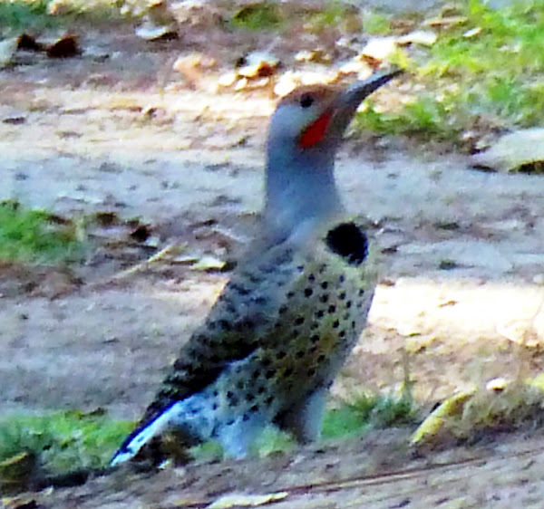 Red Shafted Northern Flicker | Project Noah