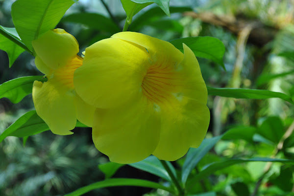 Golden Trumpet | Project Noah